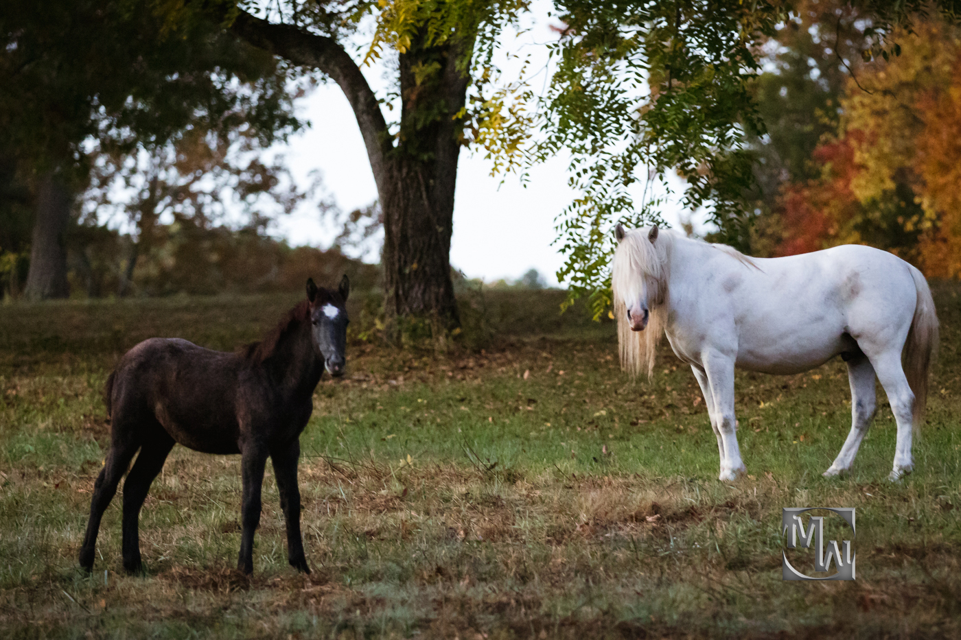 Wild Horses - Mike Winslow Photography