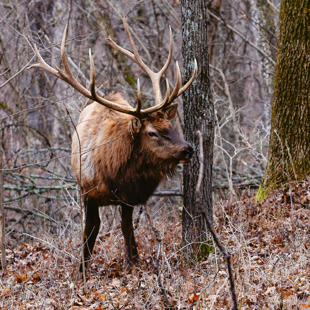 Bear Necessities - Mike Winslow Photography