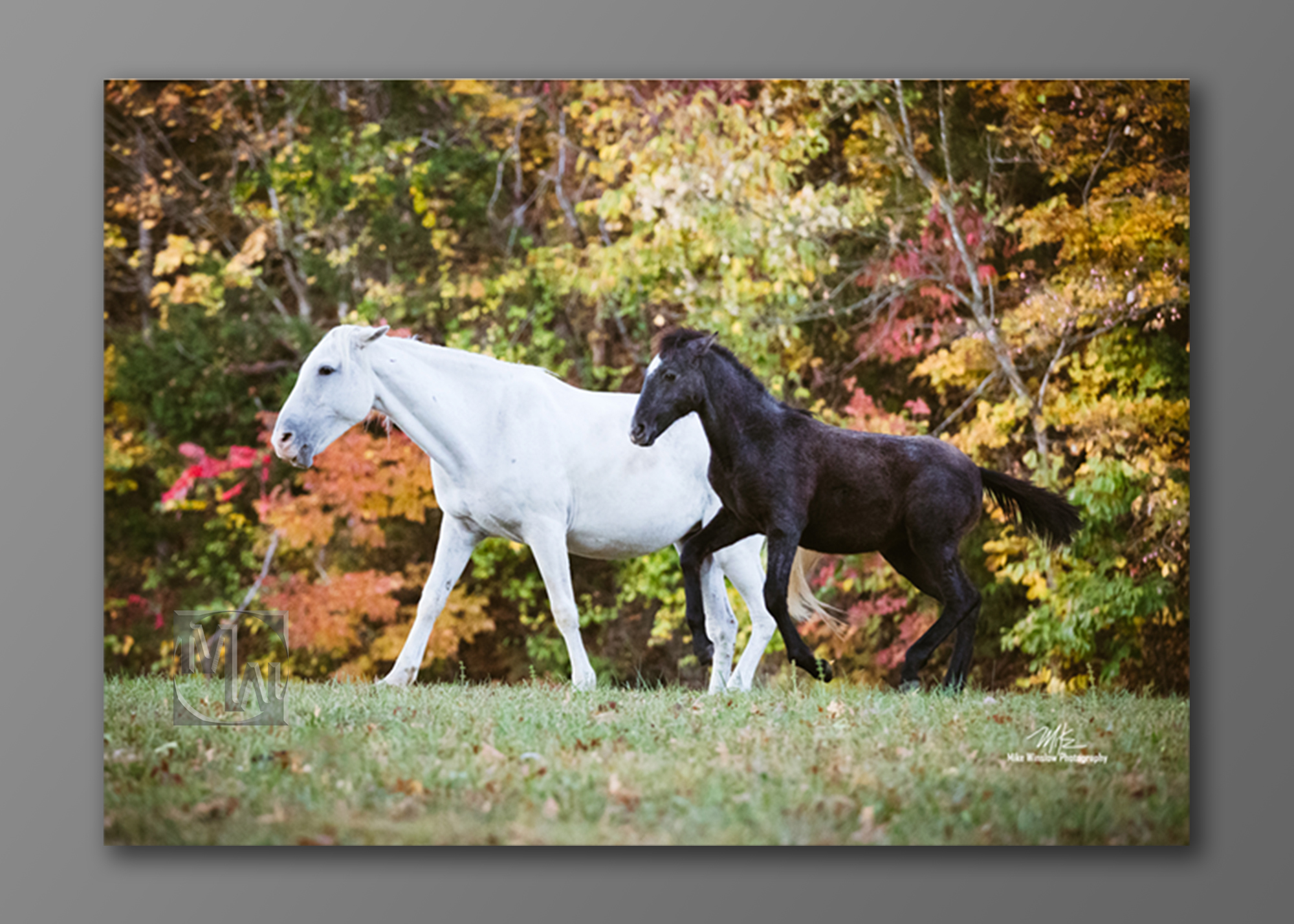 Wild Mare and Colt - Mike Winslow Photography